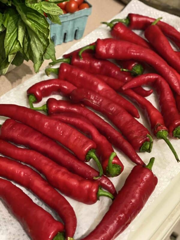 Fried Italian Sweet Peppers (an Italian American Recipe)