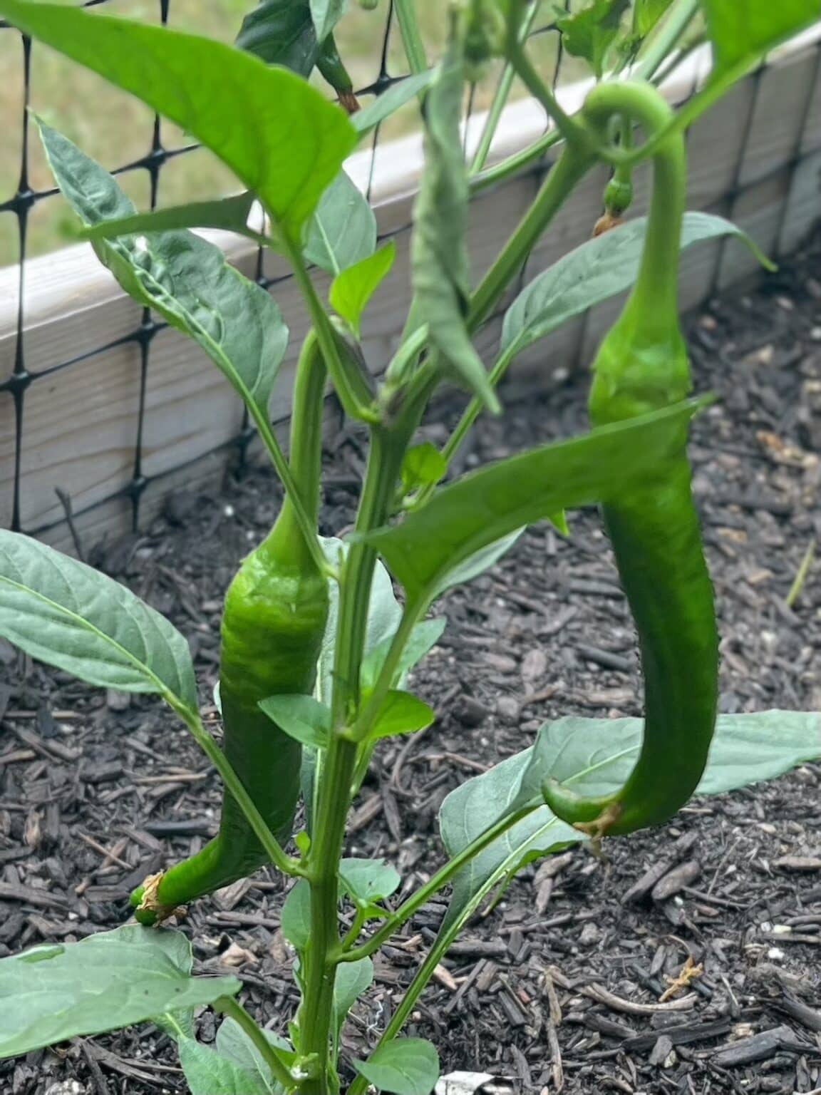 Long Hot Peppers Recipe - Mangia with Michele
