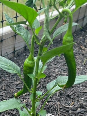 Long Hot Peppers Recipe - Mangia with Michele