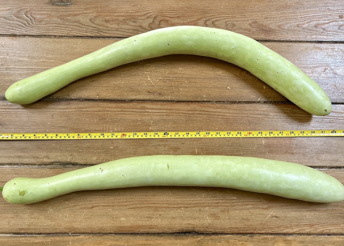 Cucuzza Soup (Sicilian Squash Soup) - Mangia with Michele